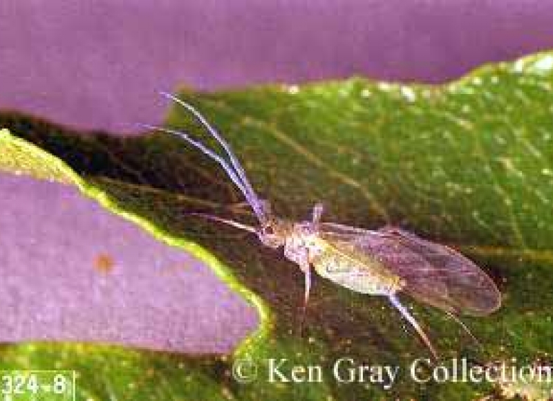 Aphids | College of Agricultural Sciences