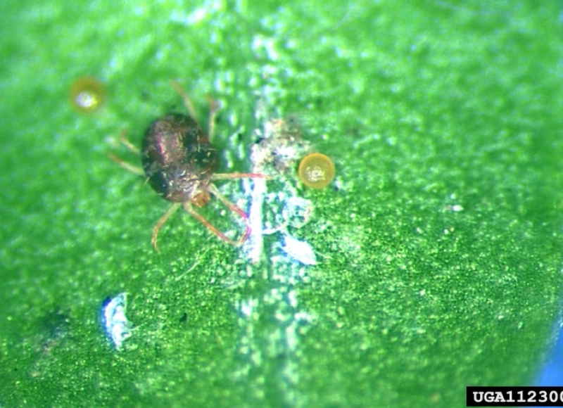 clover mite eggs