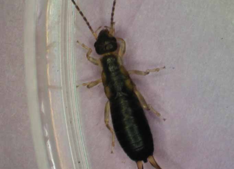 Earwigs | College of Agricultural Sciences