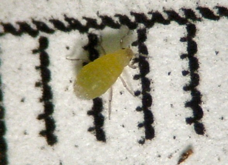root aphid flyer