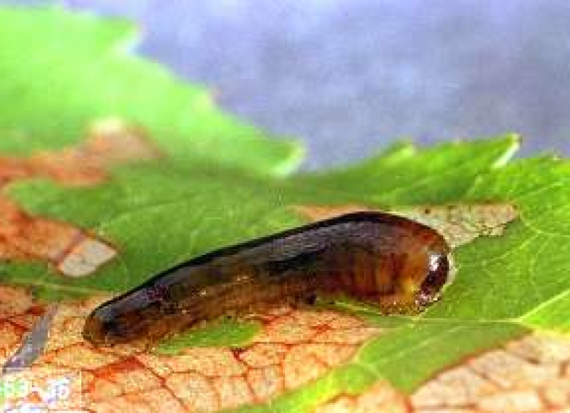 petaluridae larvae