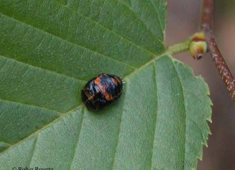 Lady beetle | College of Agricultural Sciences