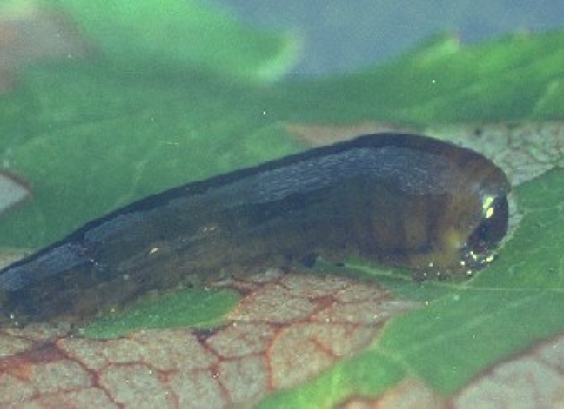 pear tree sawfly