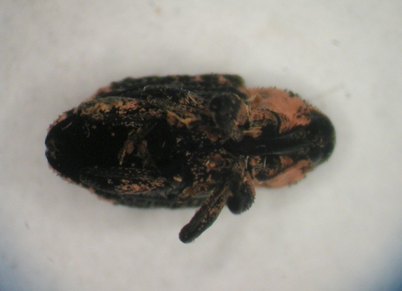willow tree black bugs
