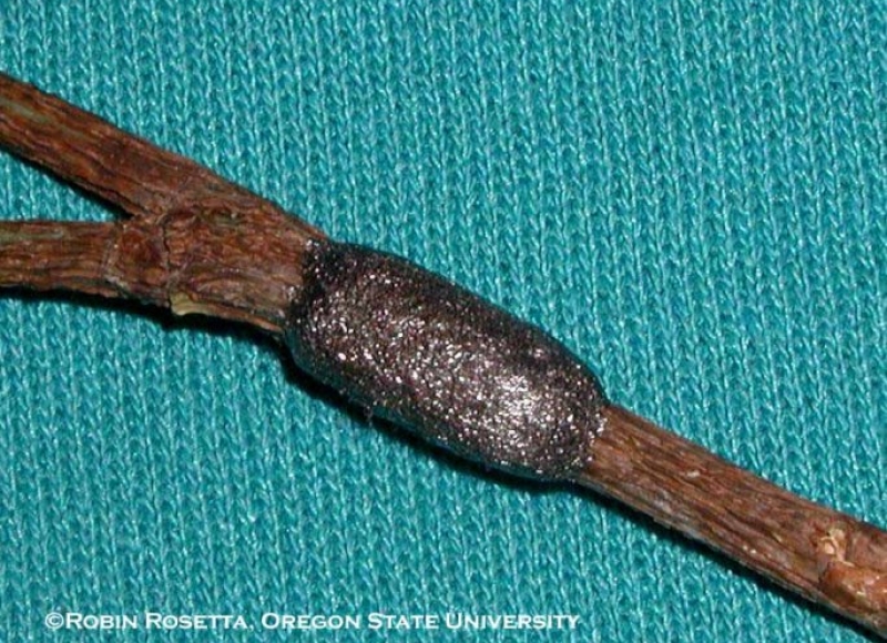 Western tent caterpillar | College of Agricultural Sciences